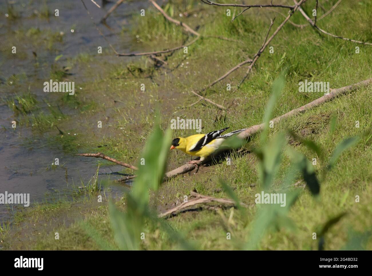 American gold finches hi-res stock photography and images - Alamy