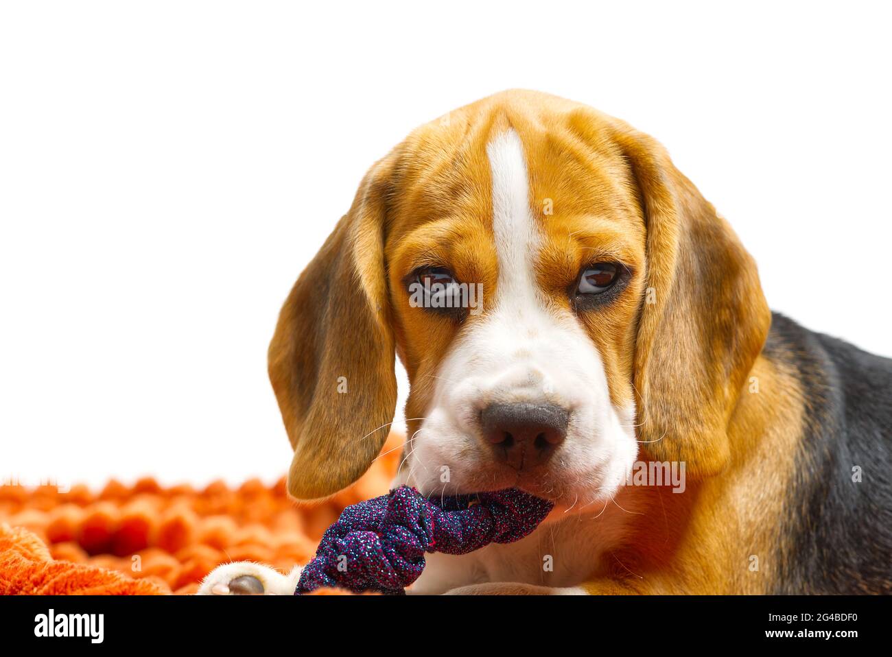 Beagle puppy lies with a warm orange blanket on white backdrop Stock ...