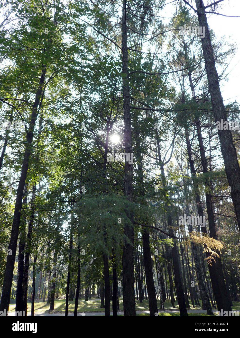 coniferous forest in city park ad day Stock Photo - Alamy