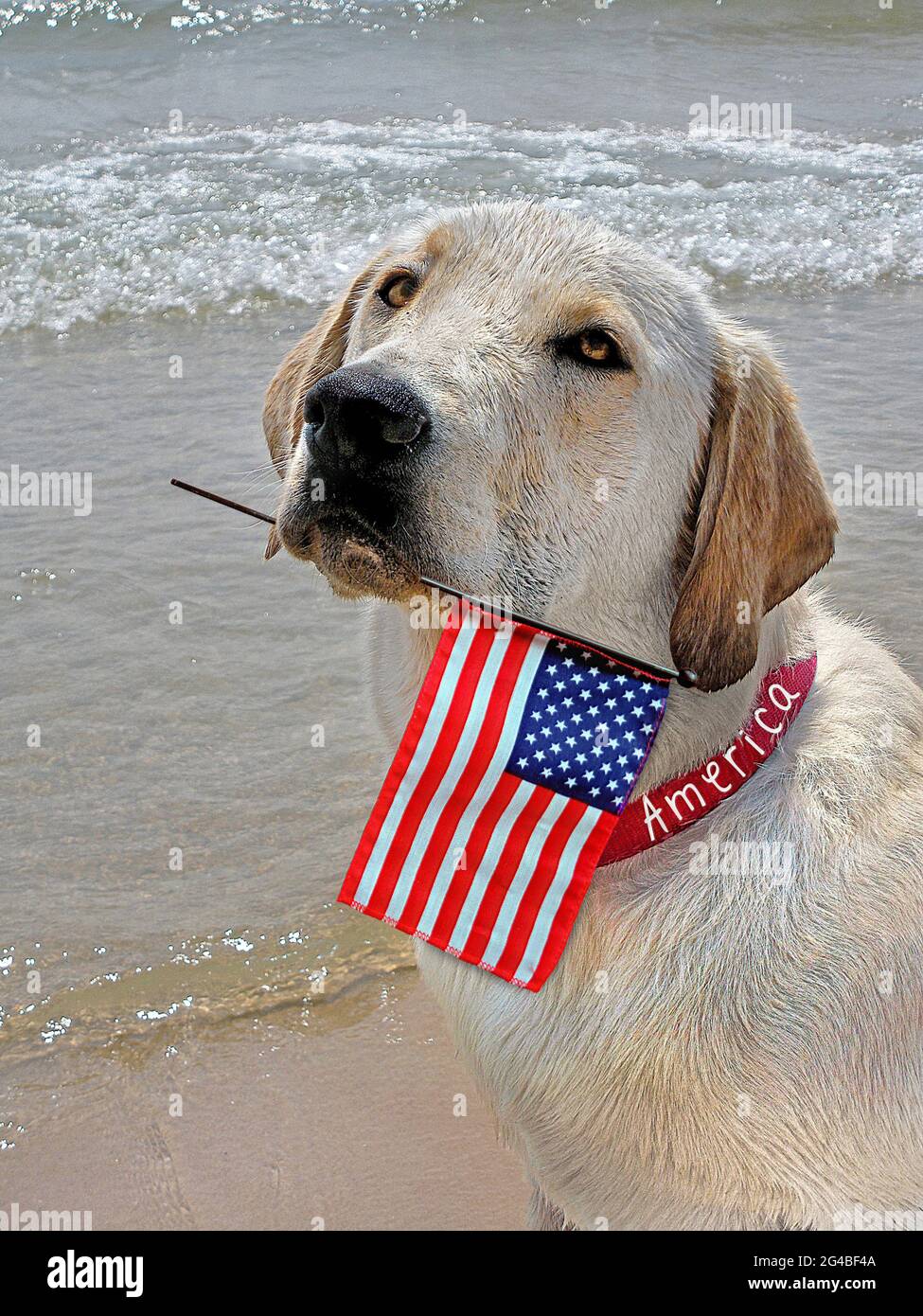 Cuando Llegaron Los Labrador Retrievers A America