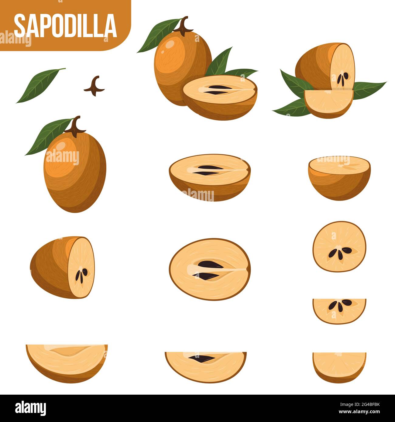Sapodilla Fruit Drawing