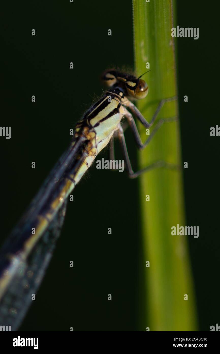 Female Common Blue Damselfly (Enallagma cyathigerum Stock Photo - Alamy