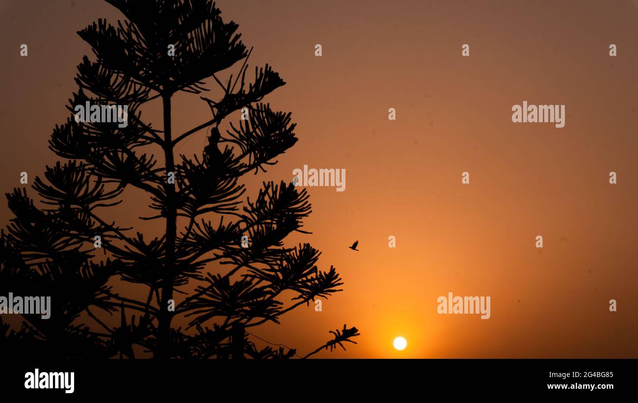 sunset scene in which birds are seen flying near the sun in the ...