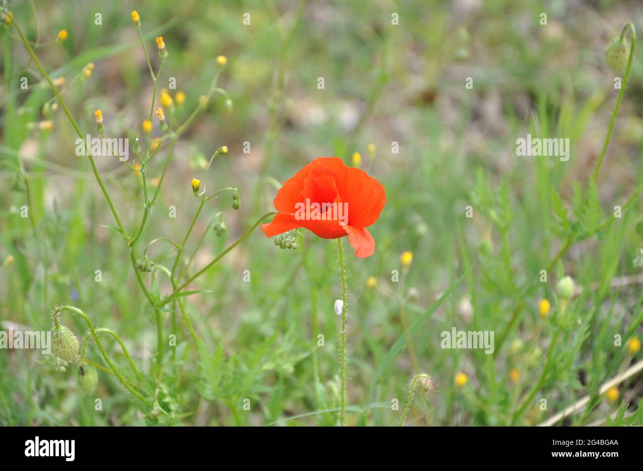 Red poppy in green environment, isolated beautiful poppy in grass field ...