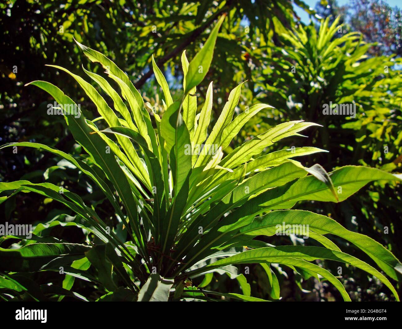 Tropical tree leaves (Gustavia superba Stock Photo - Alamy