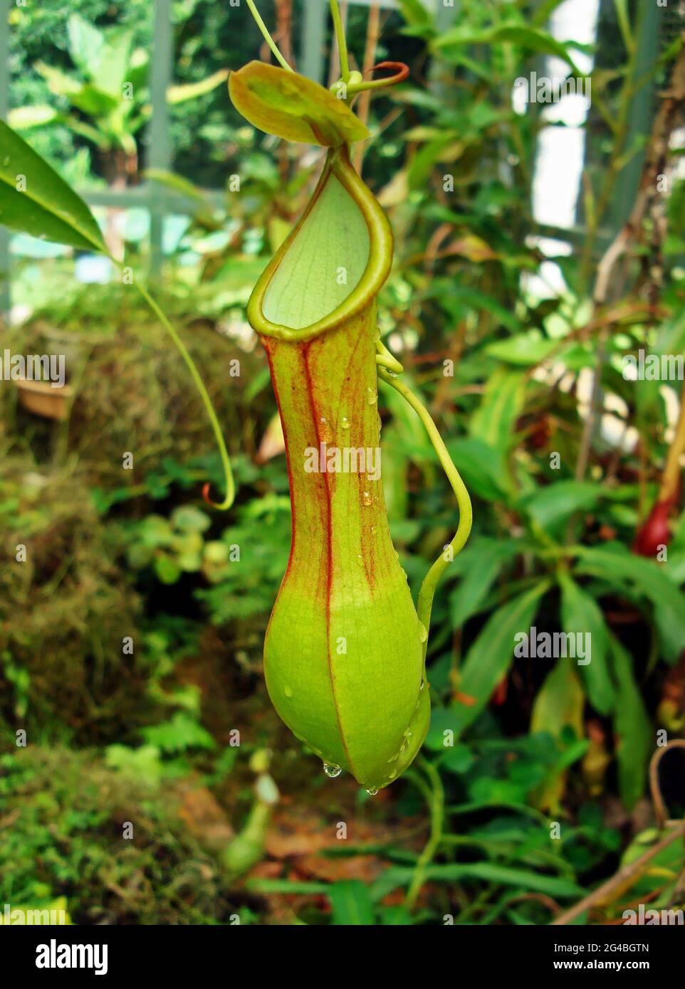Insectivorous plants hi-res stock photography and images - Alamy