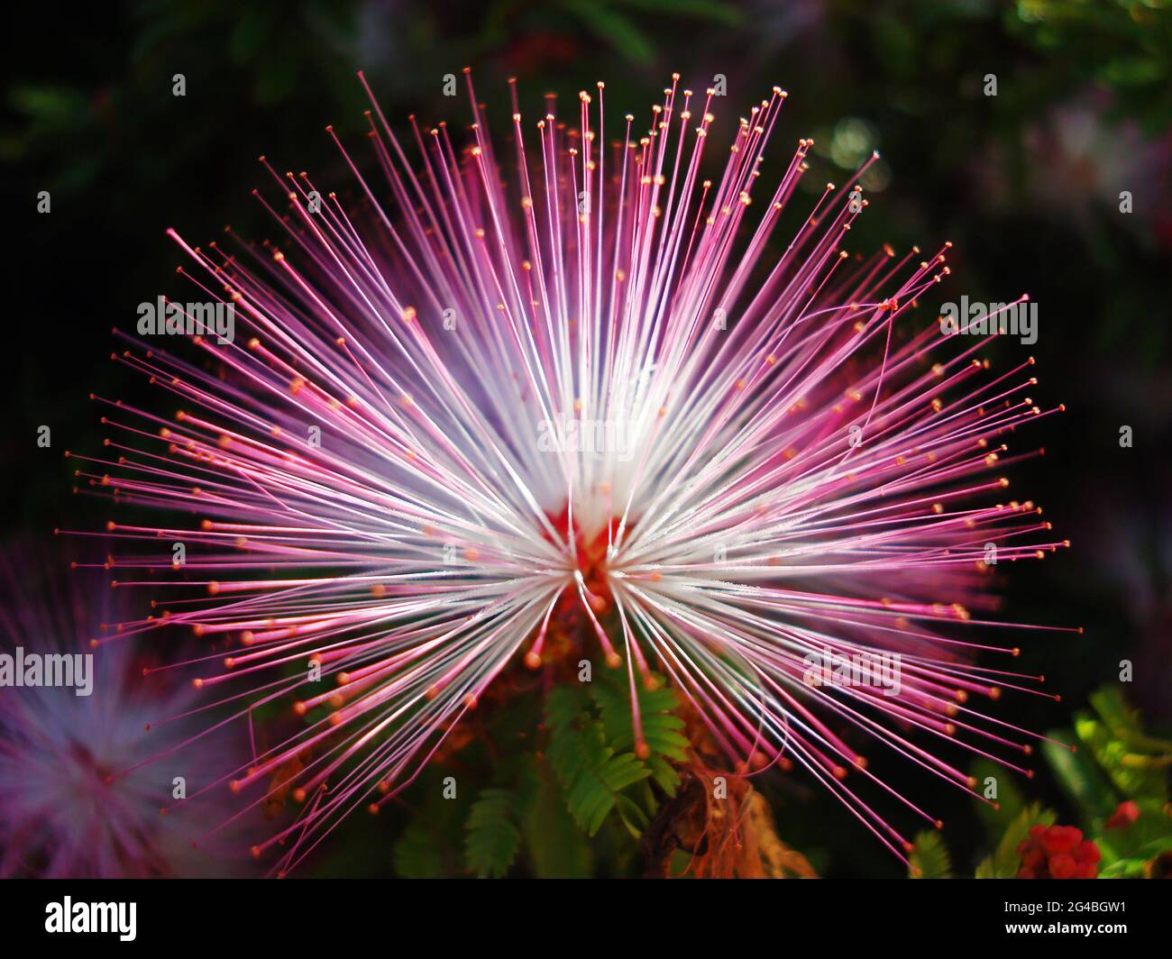 Powder Puff Flower High Resolution Stock Photography and Images - Alamy