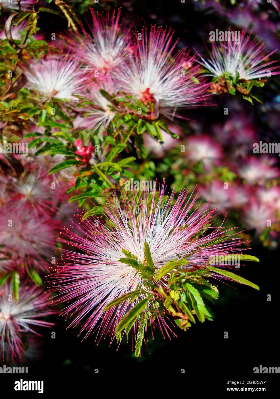 Pink powderpuff flowers hi-res stock photography and images - Alamy