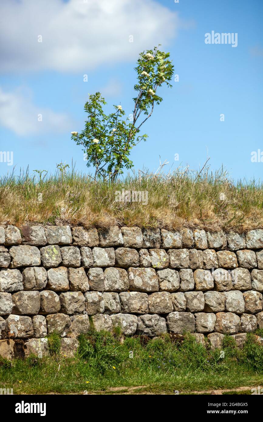 Turf topped wall hi-res stock photography and images - Alamy