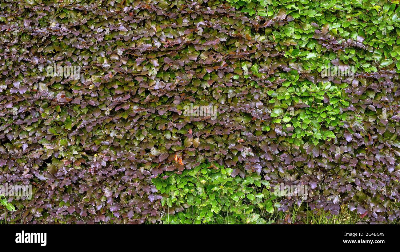 Hedge of purple and bright green (Fagus sylvatica Stock Photo - Alamy