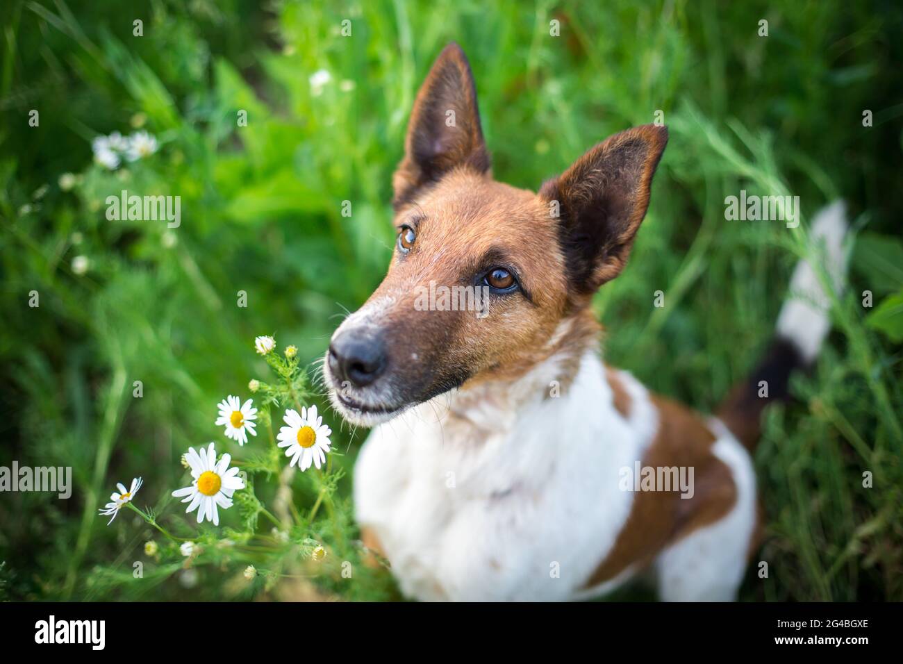 Smooth head hi-res stock photography and images - Alamy