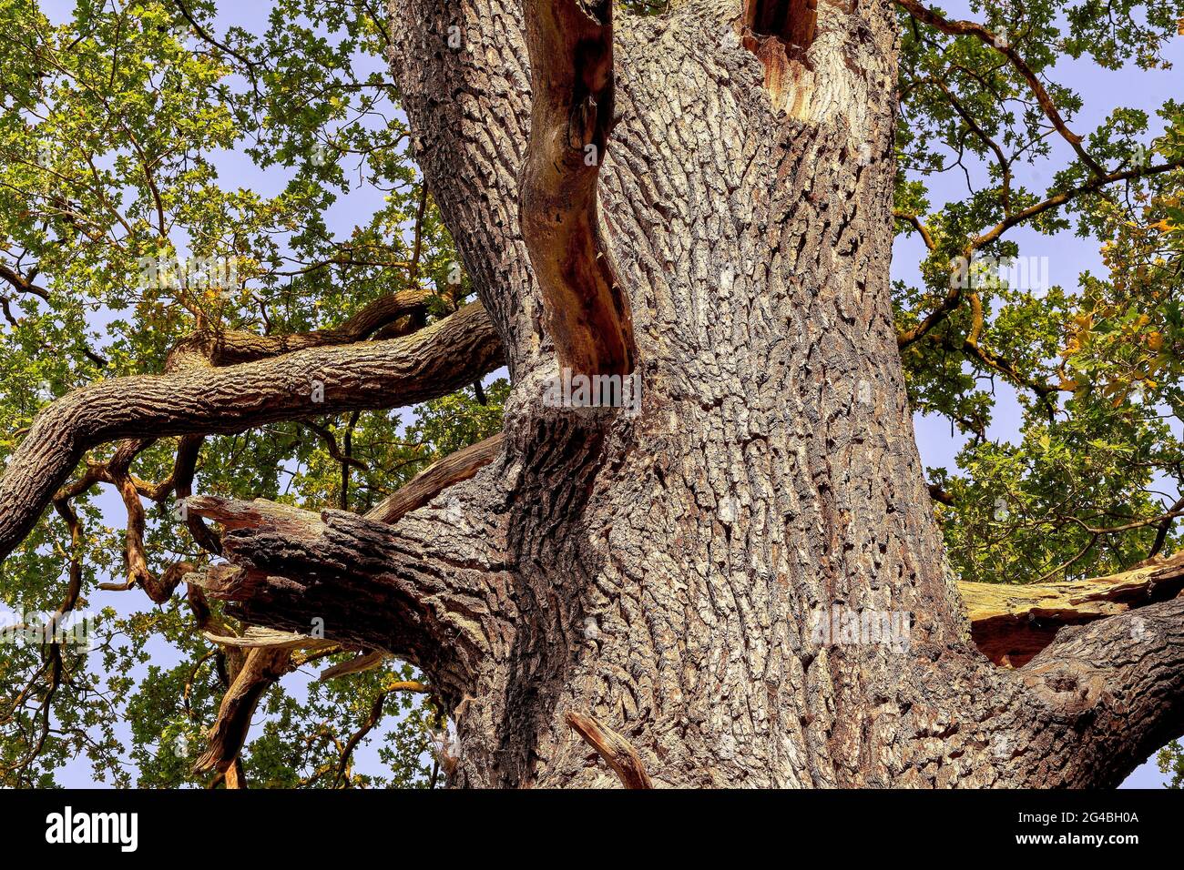 Mighty oak tree hi-res stock photography and images - Alamy