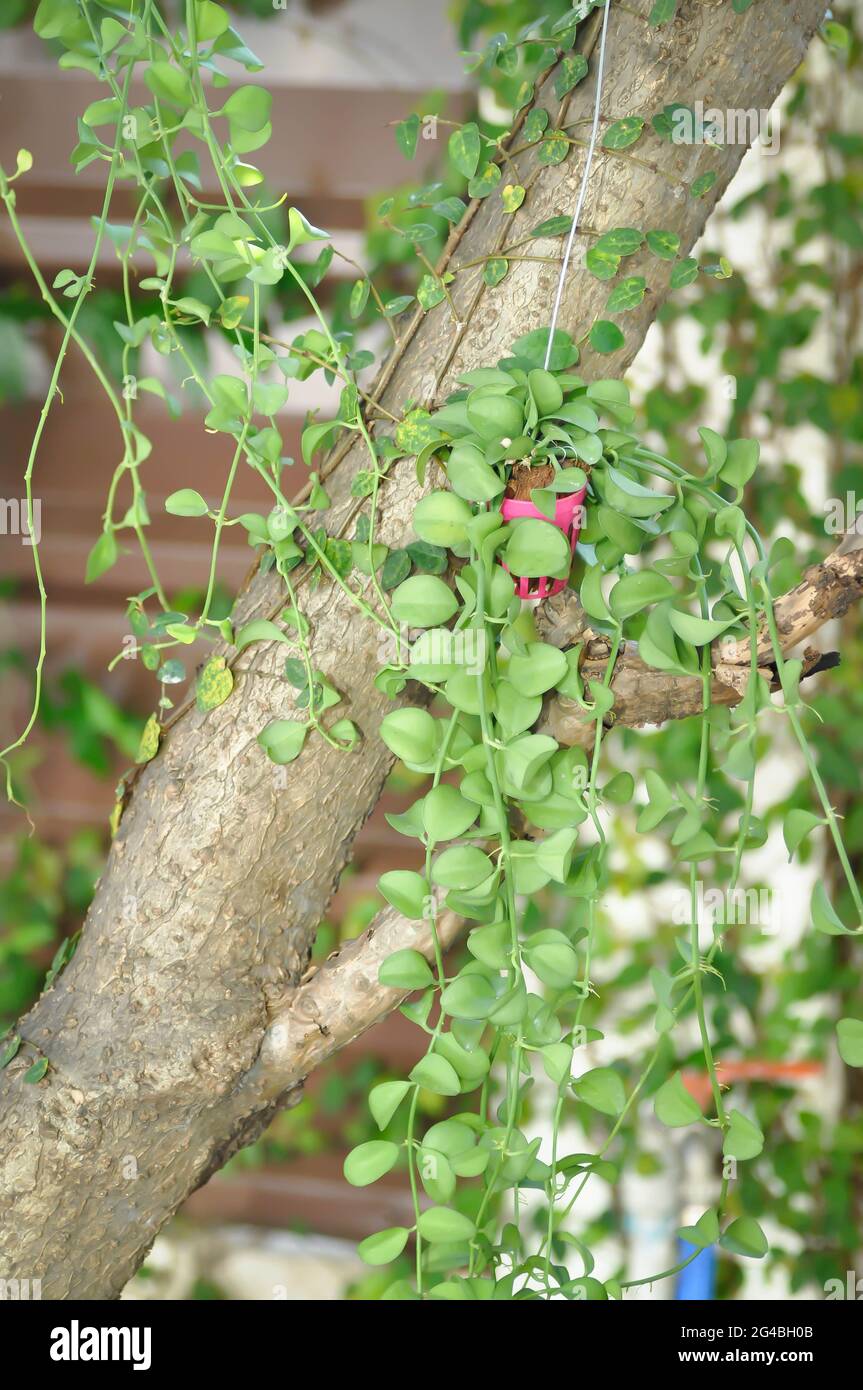 Dischidia and ficus pumila, climbing fig plant on the tree Stock Photo ...