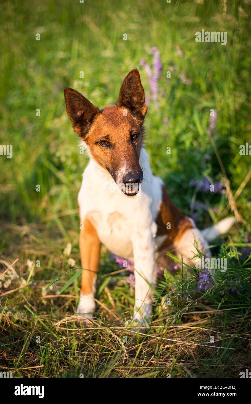Smooth haired Fox Terrier Stock Photo - Alamy