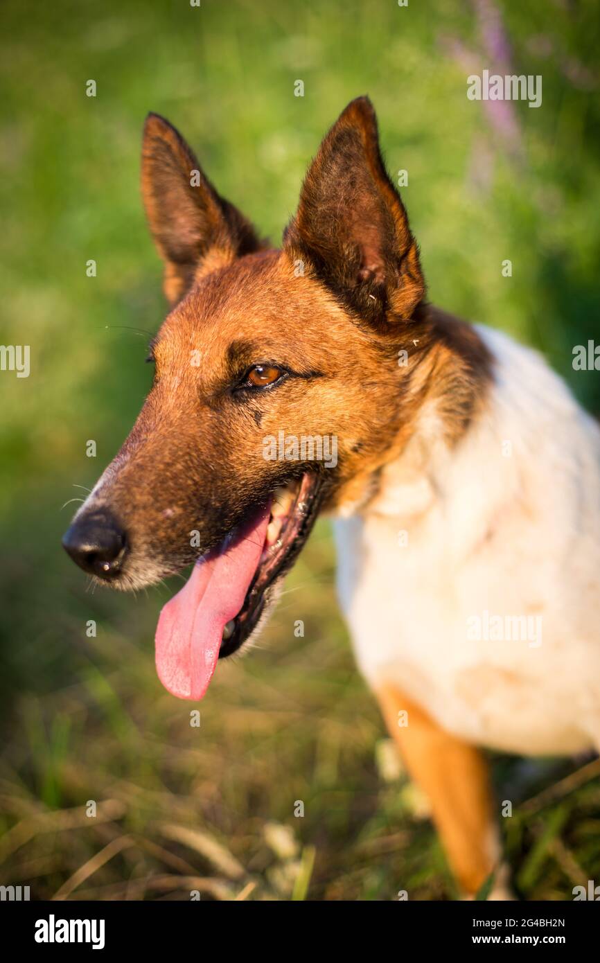 Smooth head hi-res stock photography and images - Alamy
