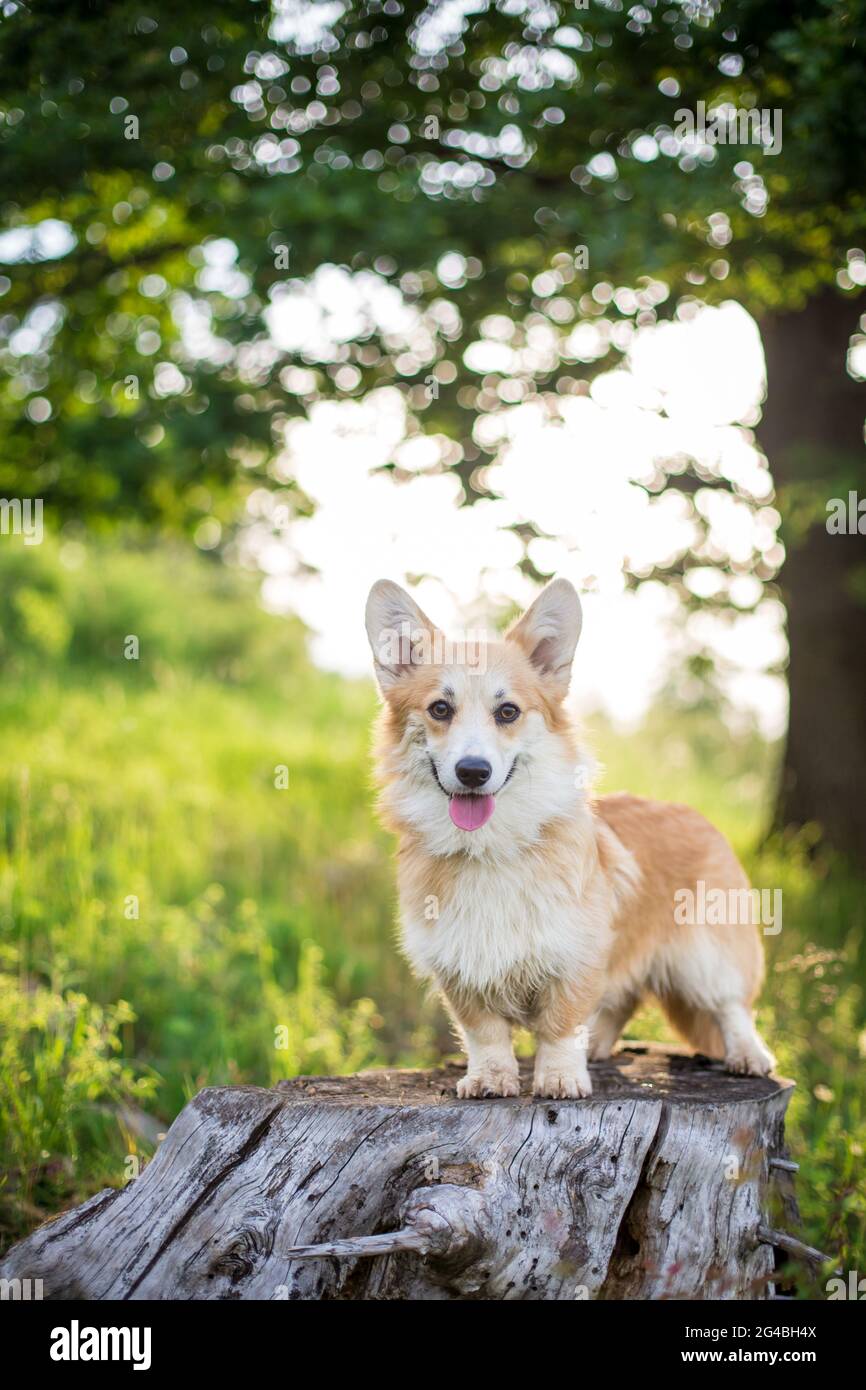 Welsh dog breed hi-res stock photography and images - Alamy