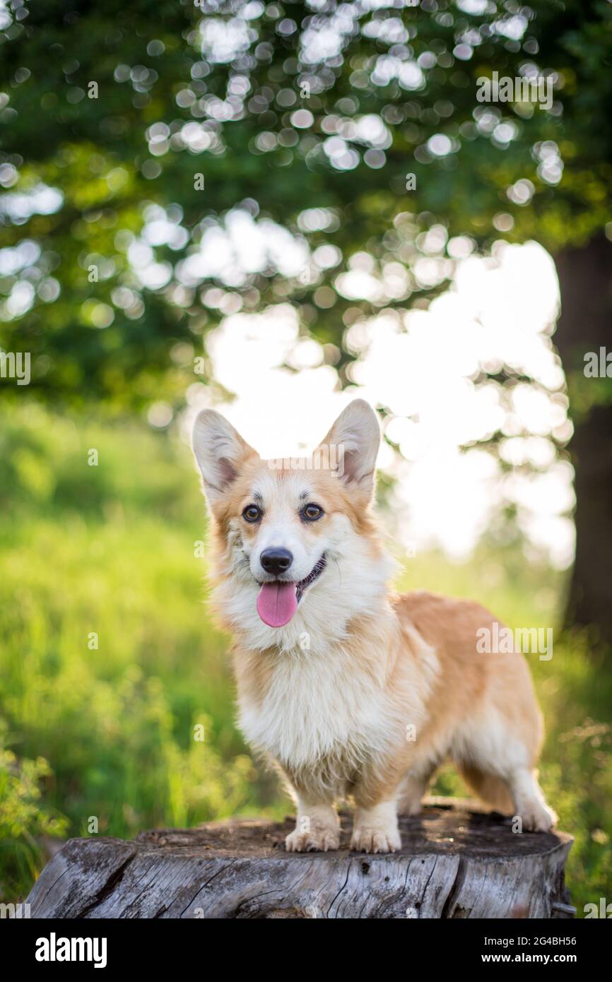 Welsh Corgi Pembroke in the morning sun Stock Photo - Alamy