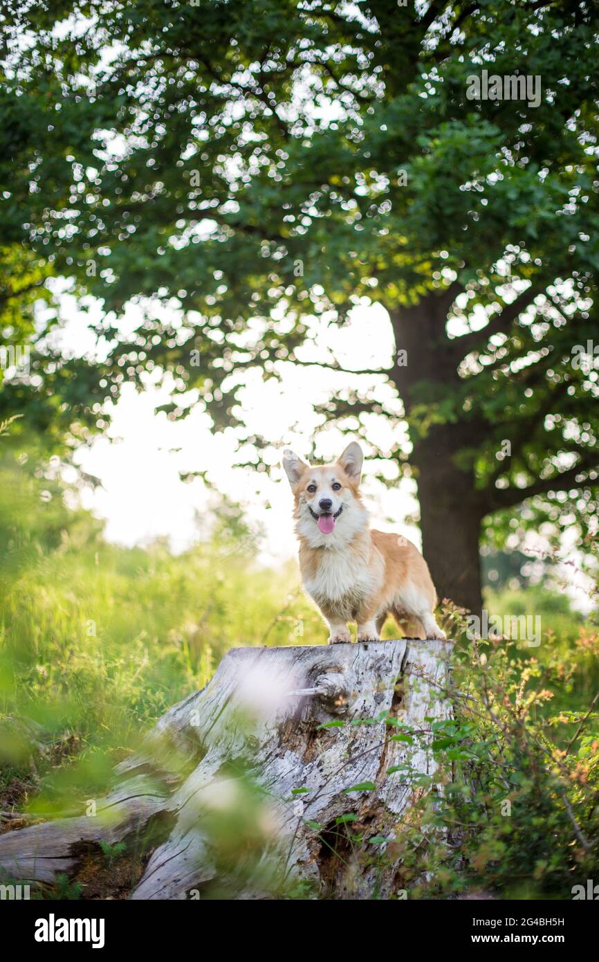 Welsh corgi breed High Resolution Stock Photography and Images - Alamy