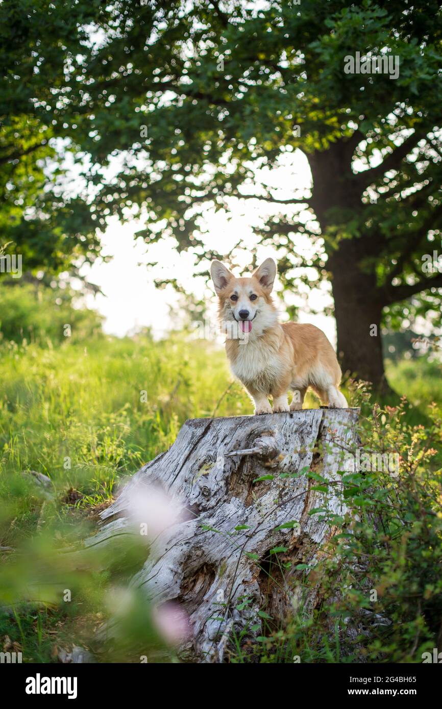 Welsh dog breed hi-res stock photography and images - Alamy