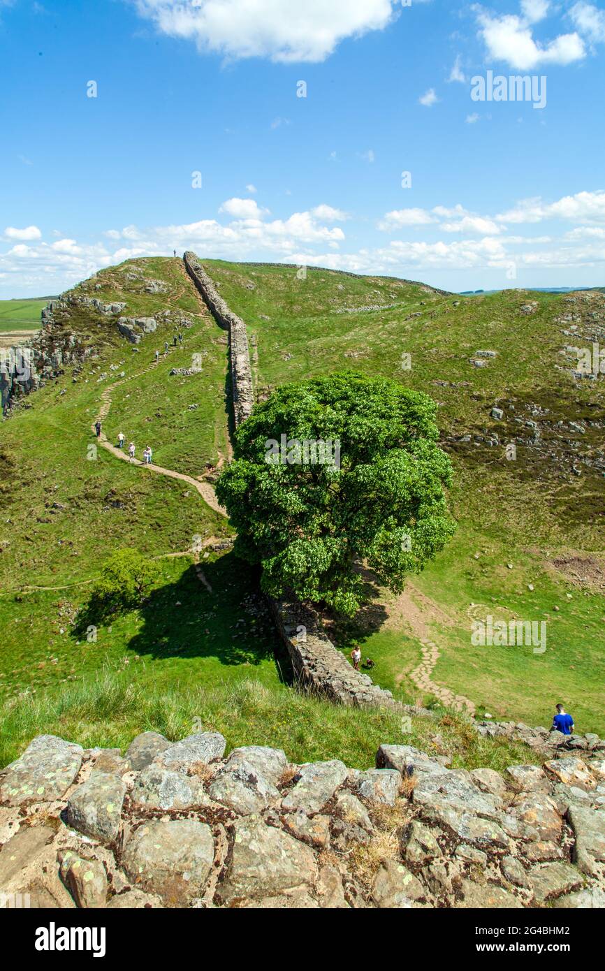 View from above of Sycamore Gap the iconic view of a single Sycamore ...