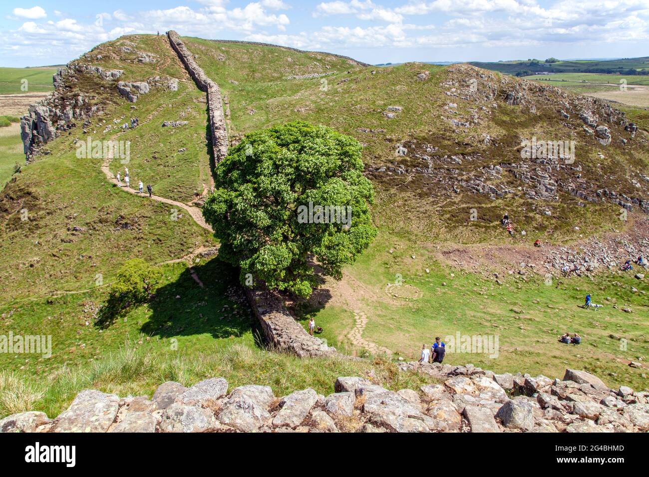 View from above of Sycamore Gap the iconic view of a single Sycamore ...