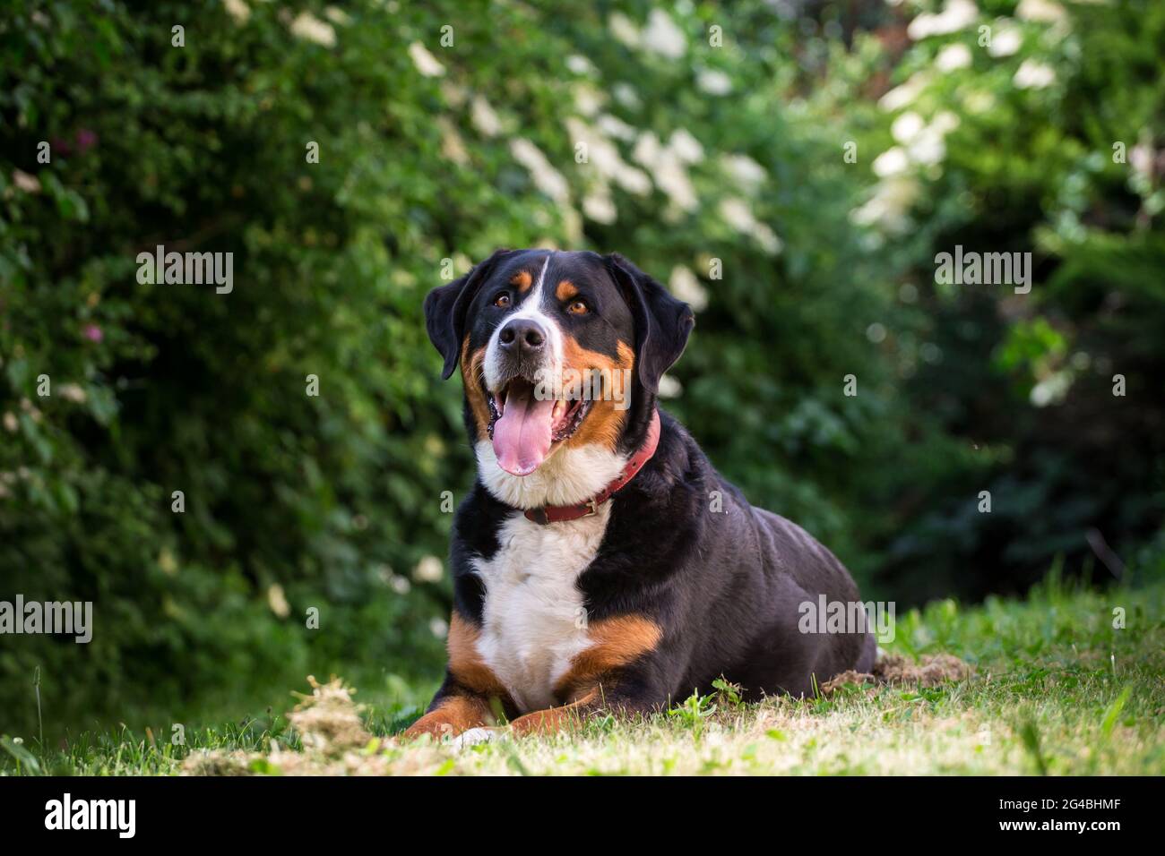 Grosser schweizer sennenhund hi-res stock photography and images - Alamy