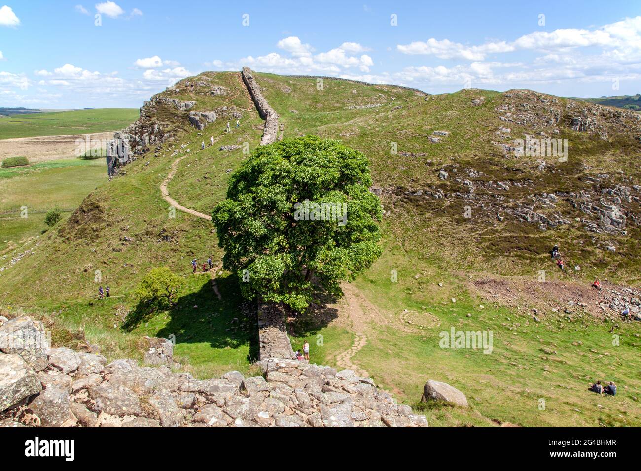View from above of Sycamore Gap the iconic view of a single Sycamore ...