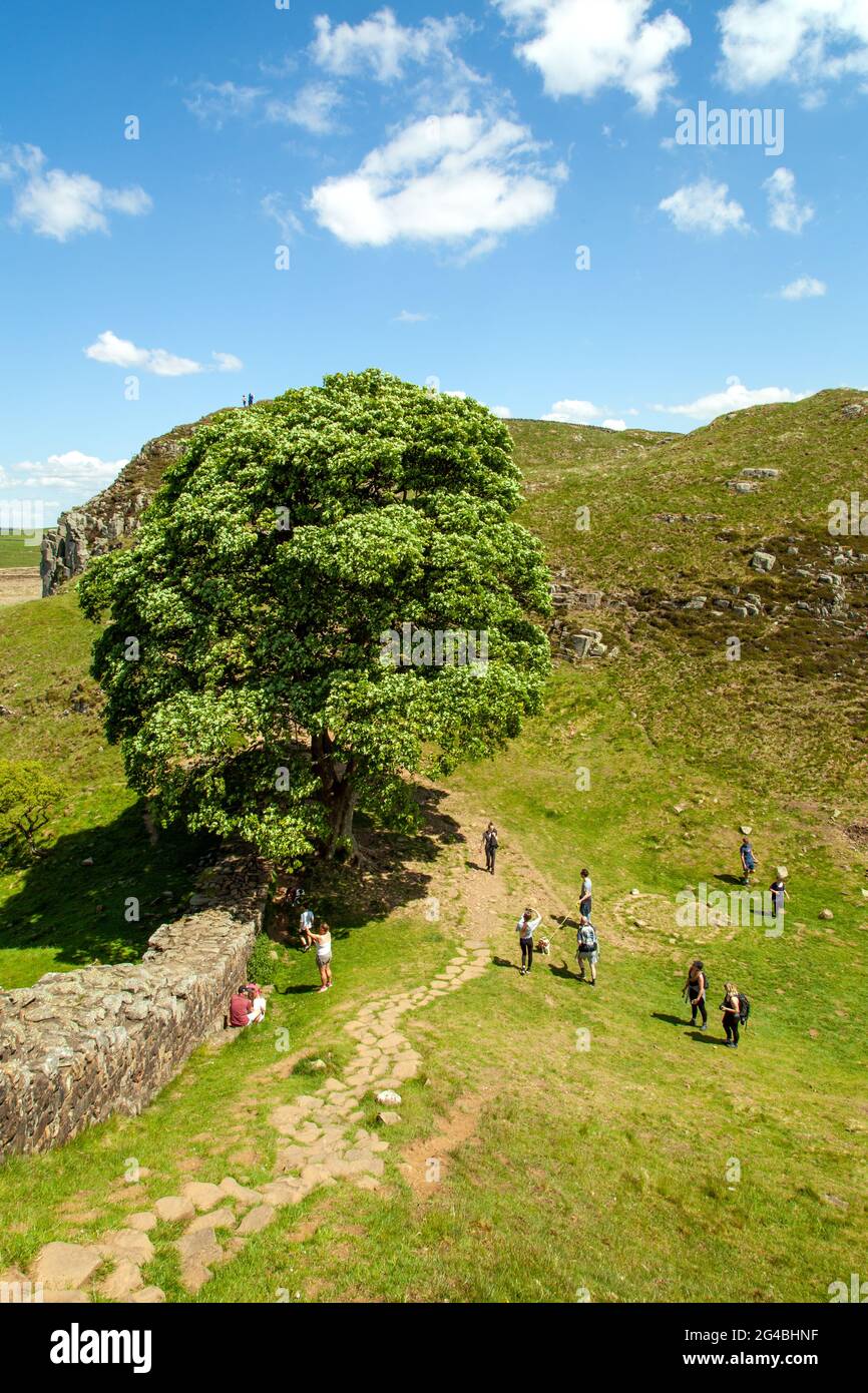 View from above of Sycamore Gap the iconic view of a single Sycamore ...