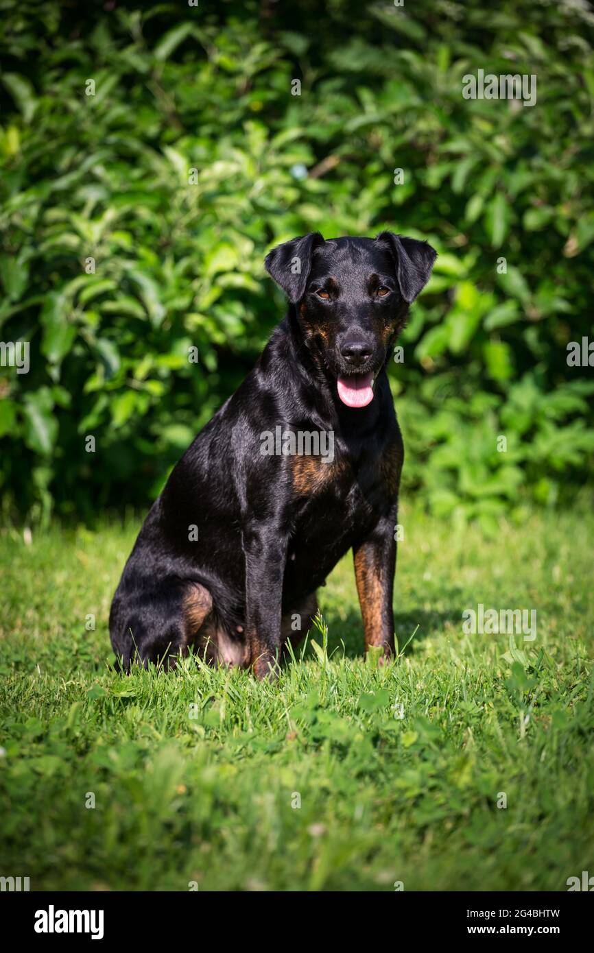 Heideterrier hi-res stock photography and images - Alamy