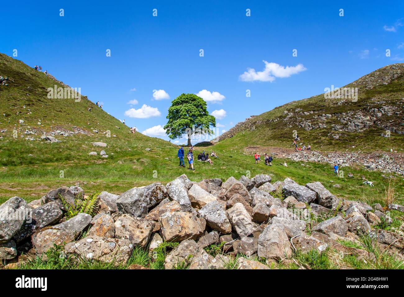 Sycamore Gap the iconic view of a single Sycamore tree on the Hadrian's ...