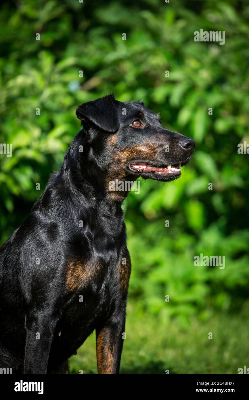 German hunting terrier portrait hi-res stock photography and images - Alamy