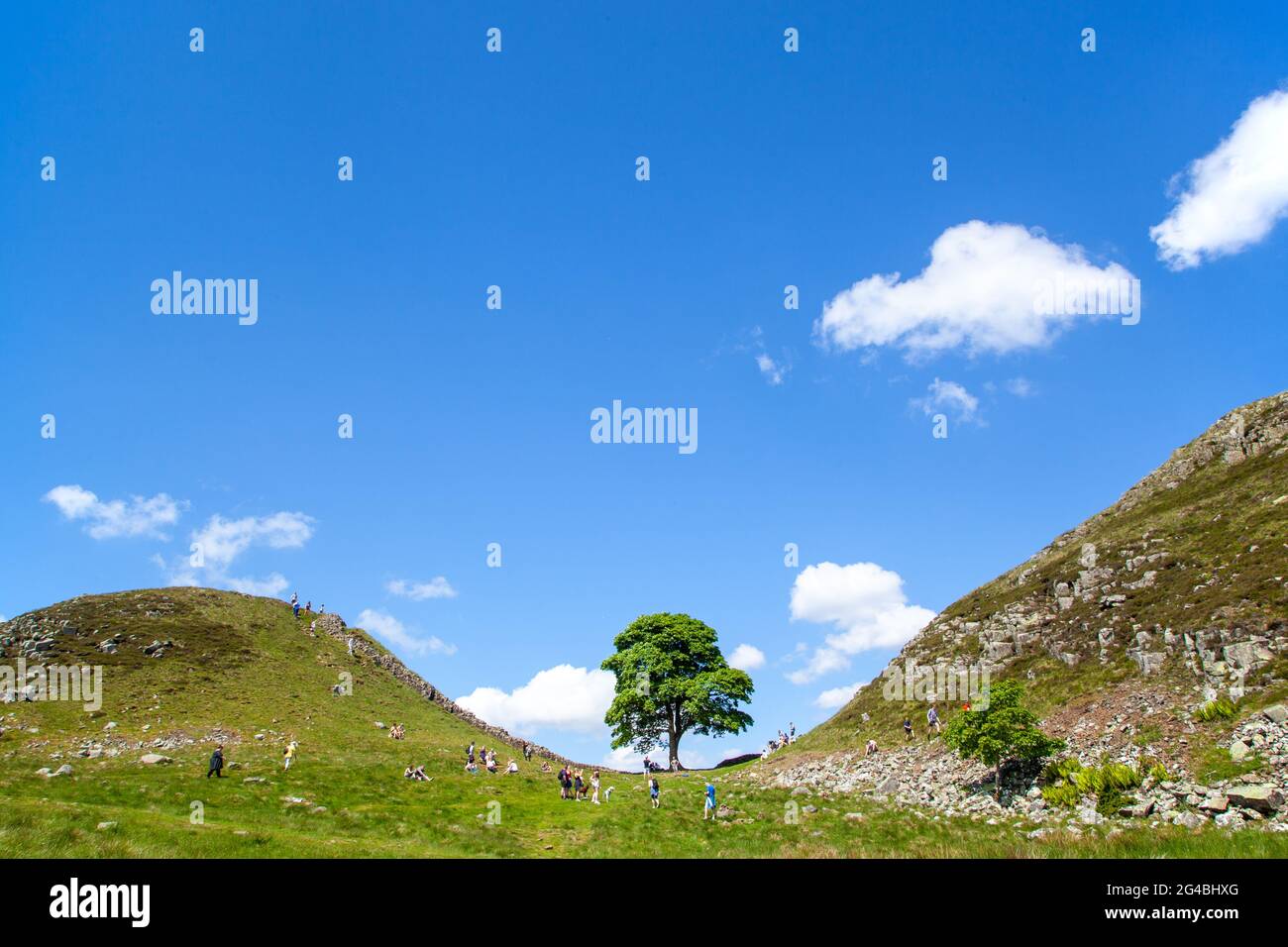 Iconic tree sycamore gap on hi-res stock photography and images - Alamy
