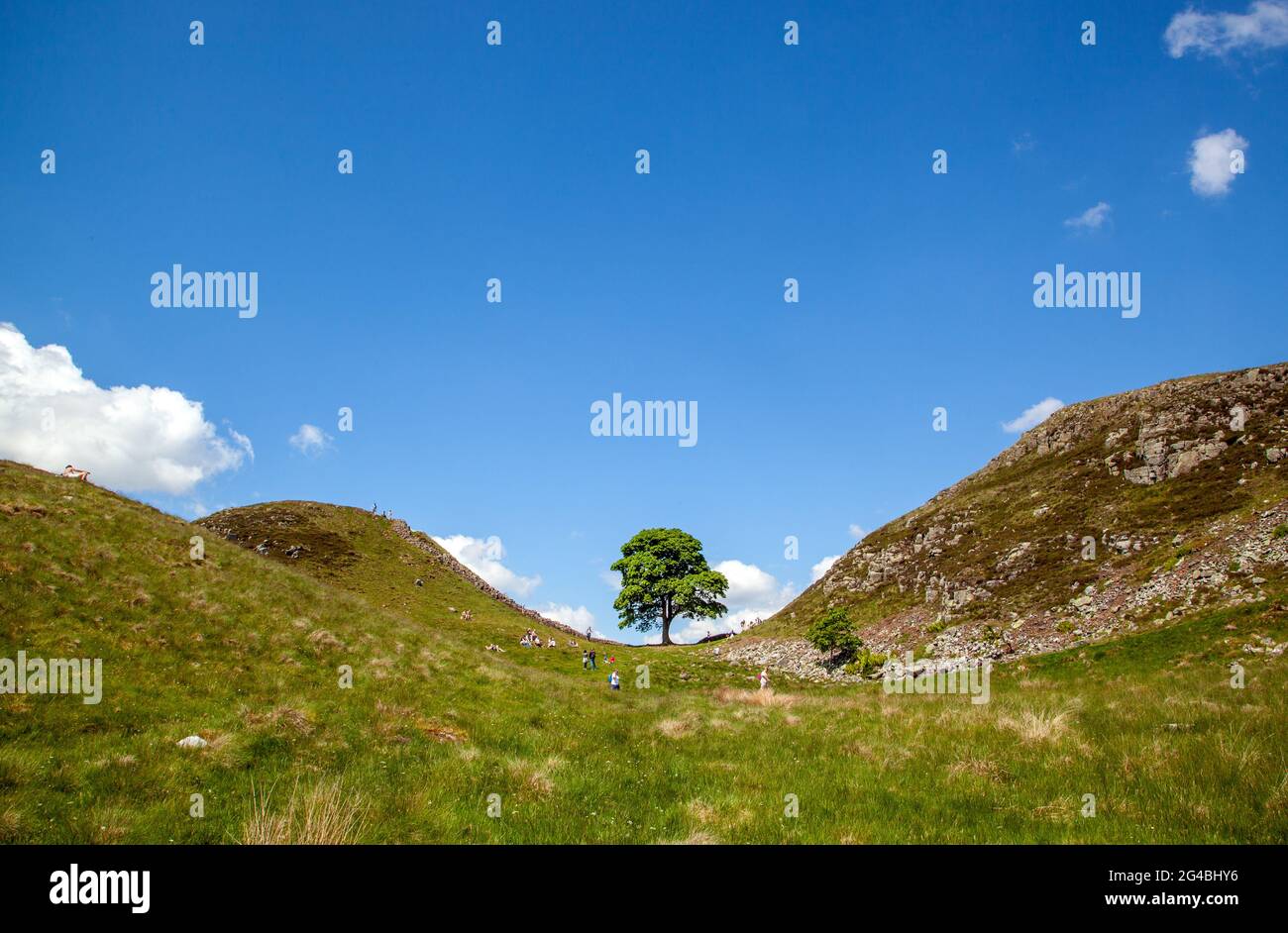 Sycamore Gap the iconic view of a single Sycamore tree on the Hadrian's ...