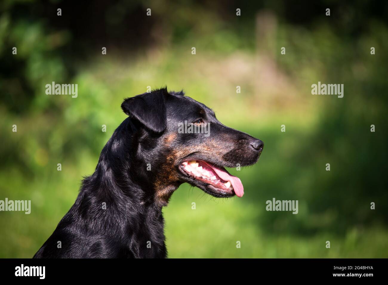 Heideterrier hi-res stock photography and images - Alamy
