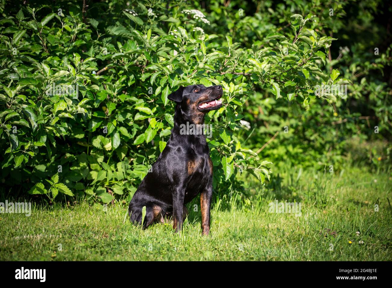 Heideterrier hi-res stock photography and images - Alamy