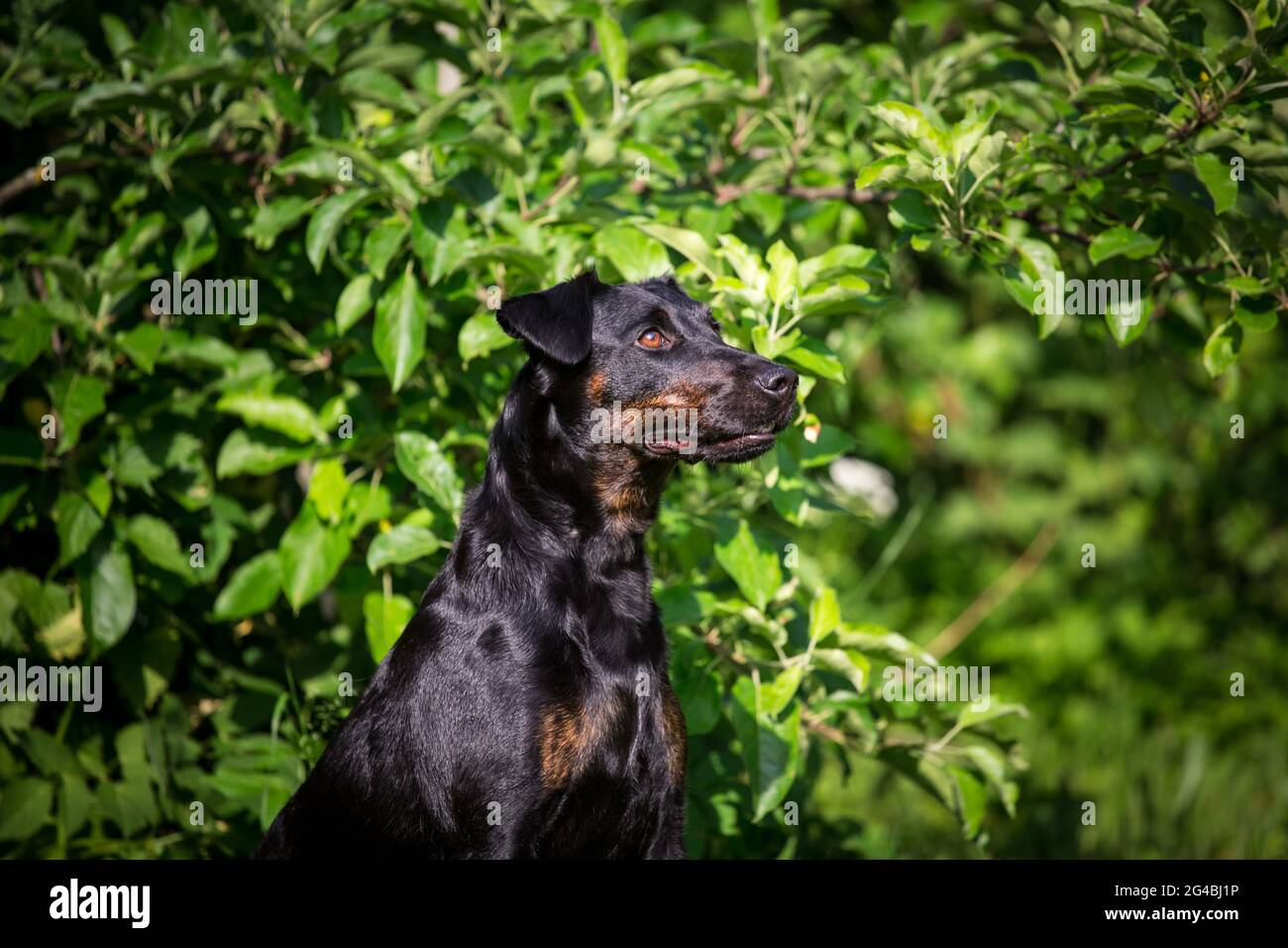 German hunting terrier portrait hi-res stock photography and images - Alamy