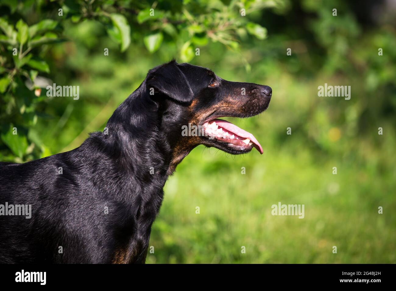 Heideterrier hi-res stock photography and images - Alamy
