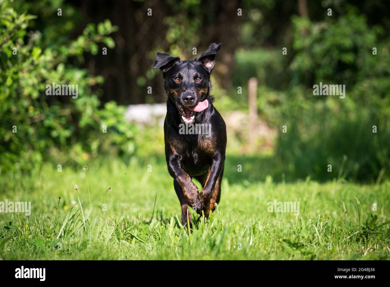 Running hunting dog hi-res stock photography and images - Alamy