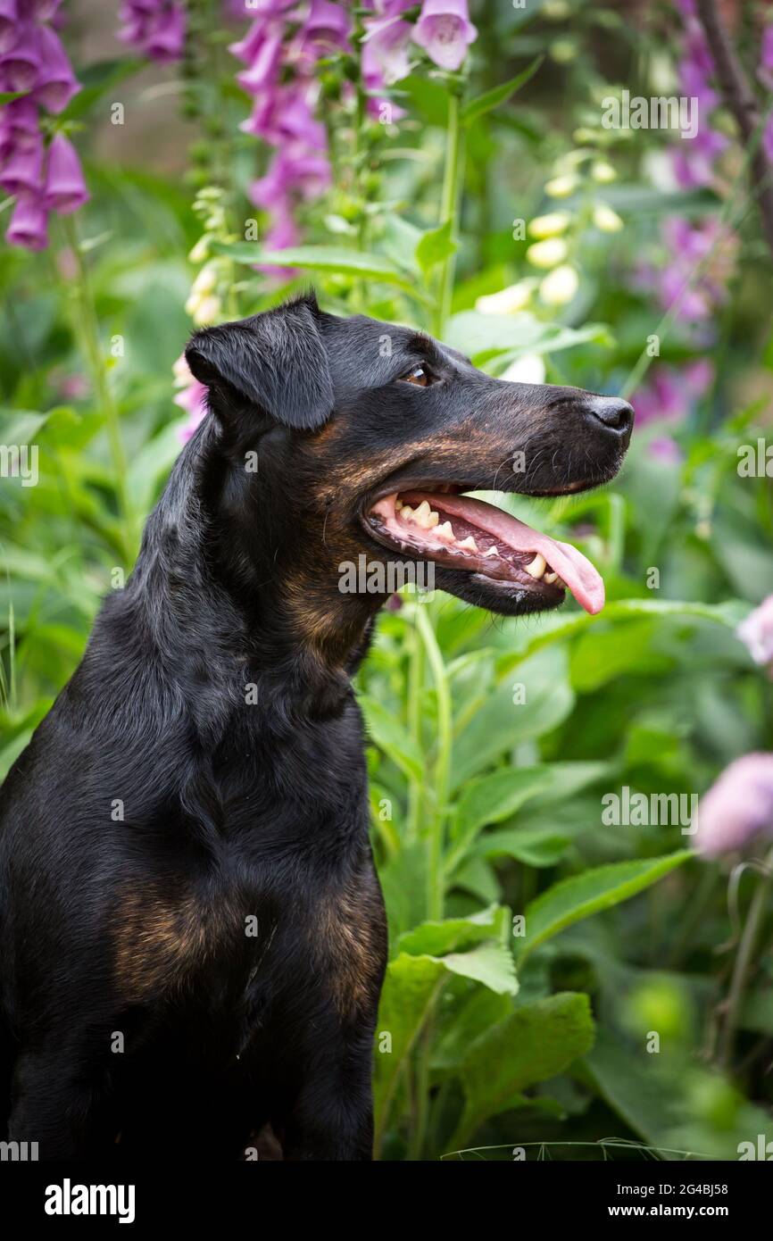 Heideterrier head hi-res stock photography and images - Alamy