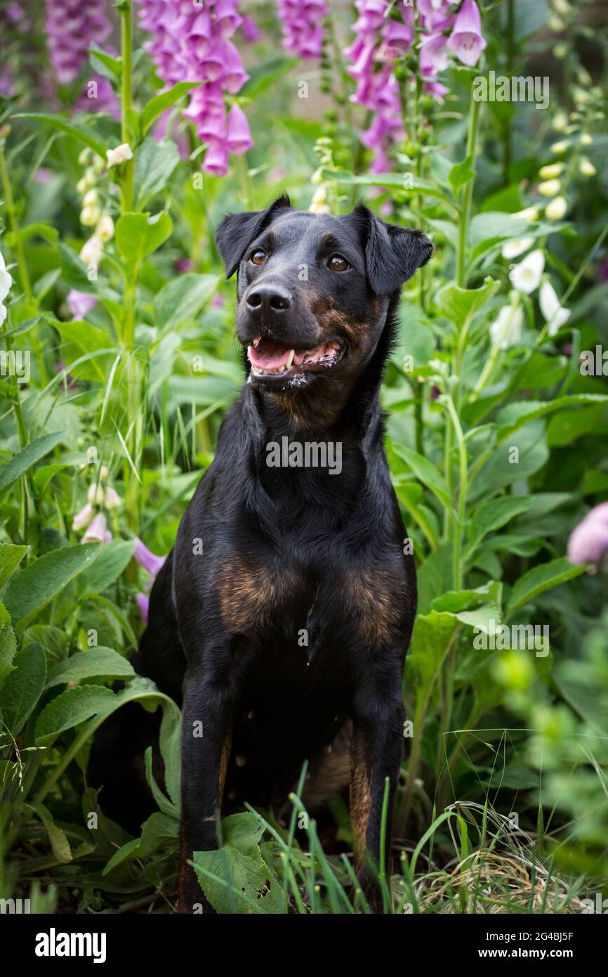 Heideterrier hi-res stock photography and images - Alamy