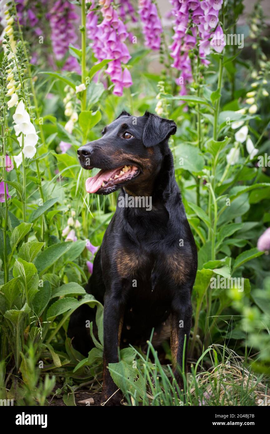 Heideterrier hi-res stock photography and images - Alamy