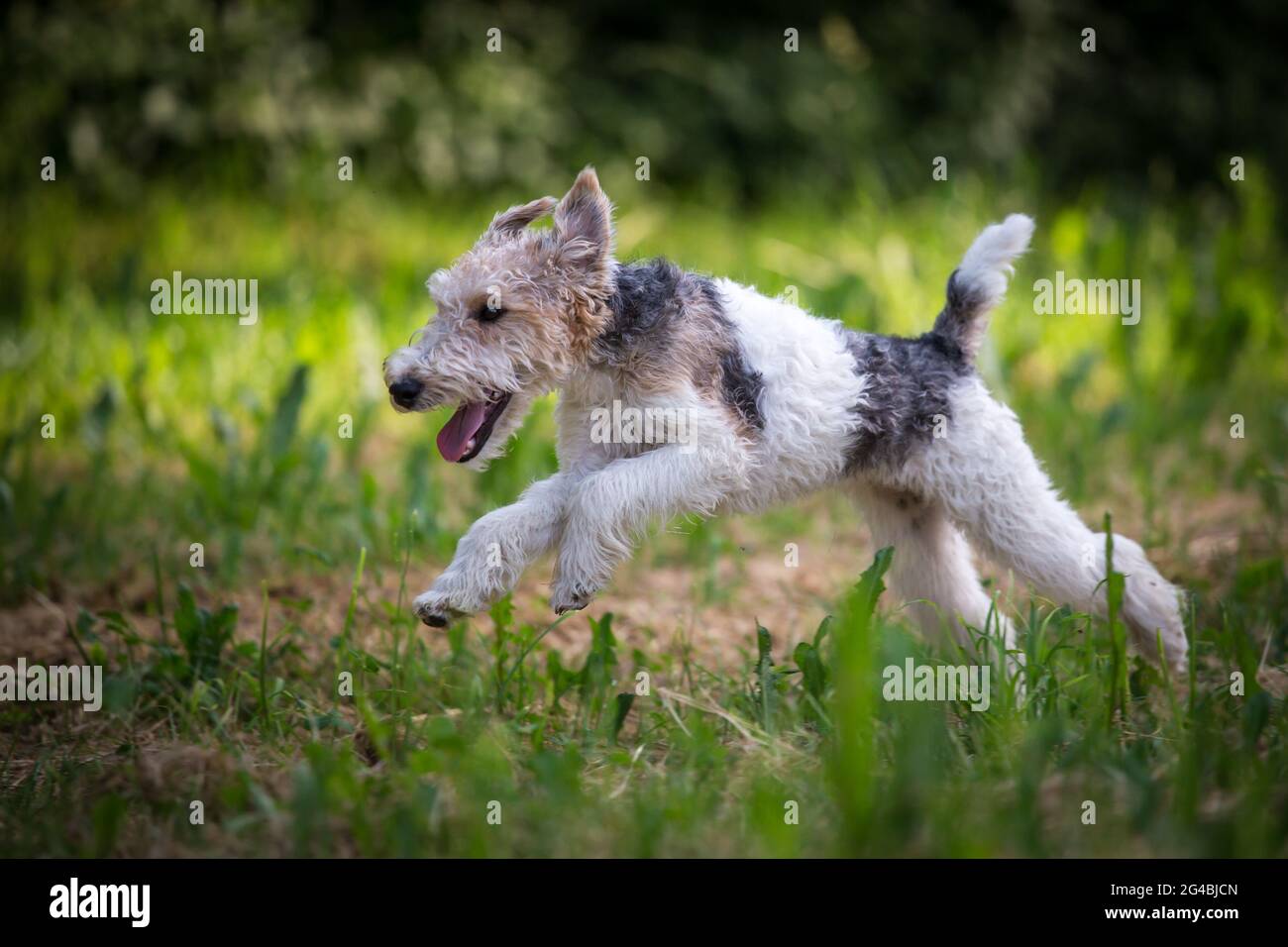 Wire haired Fox Terrier puppy running Stock Photo - Alamy