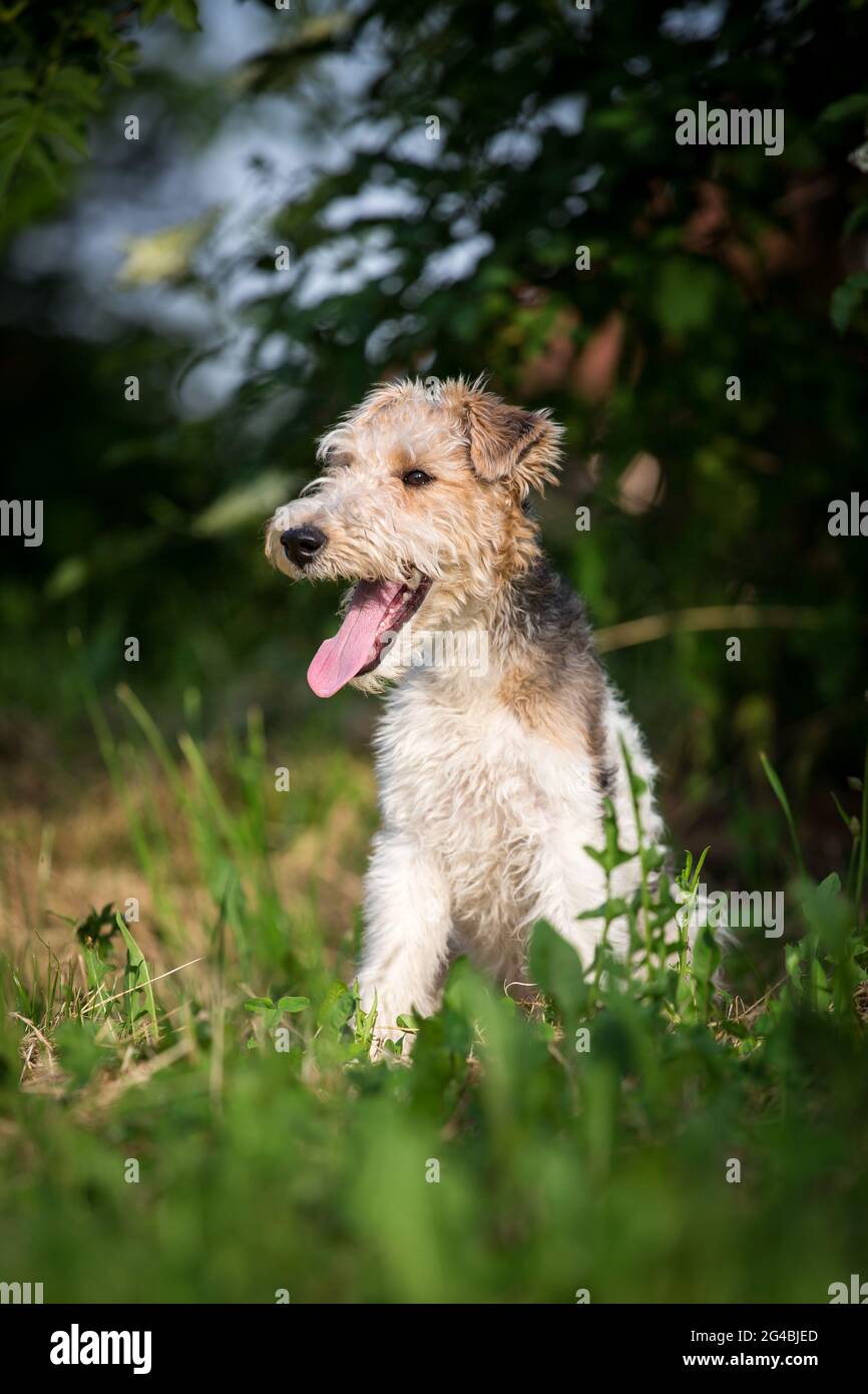 Fox Terrier Cachorro
