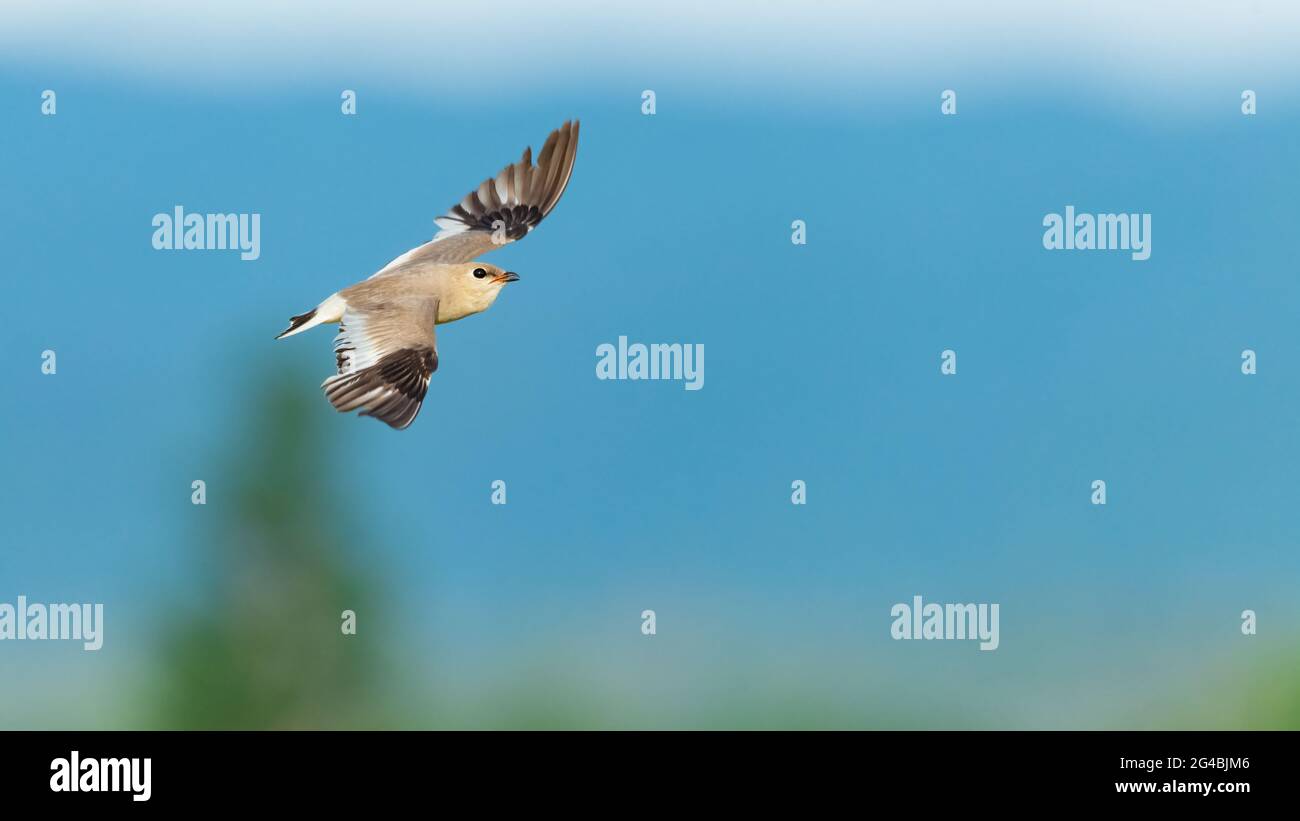Small Pratincole in flight with wings fully stretch Stock Photo - Alamy