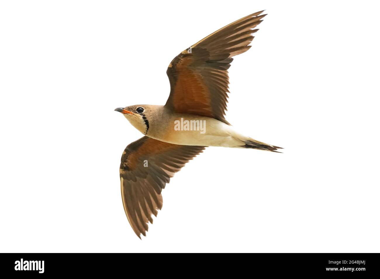 Oriental Pratincole in flight with wings full stretched isolated on ...