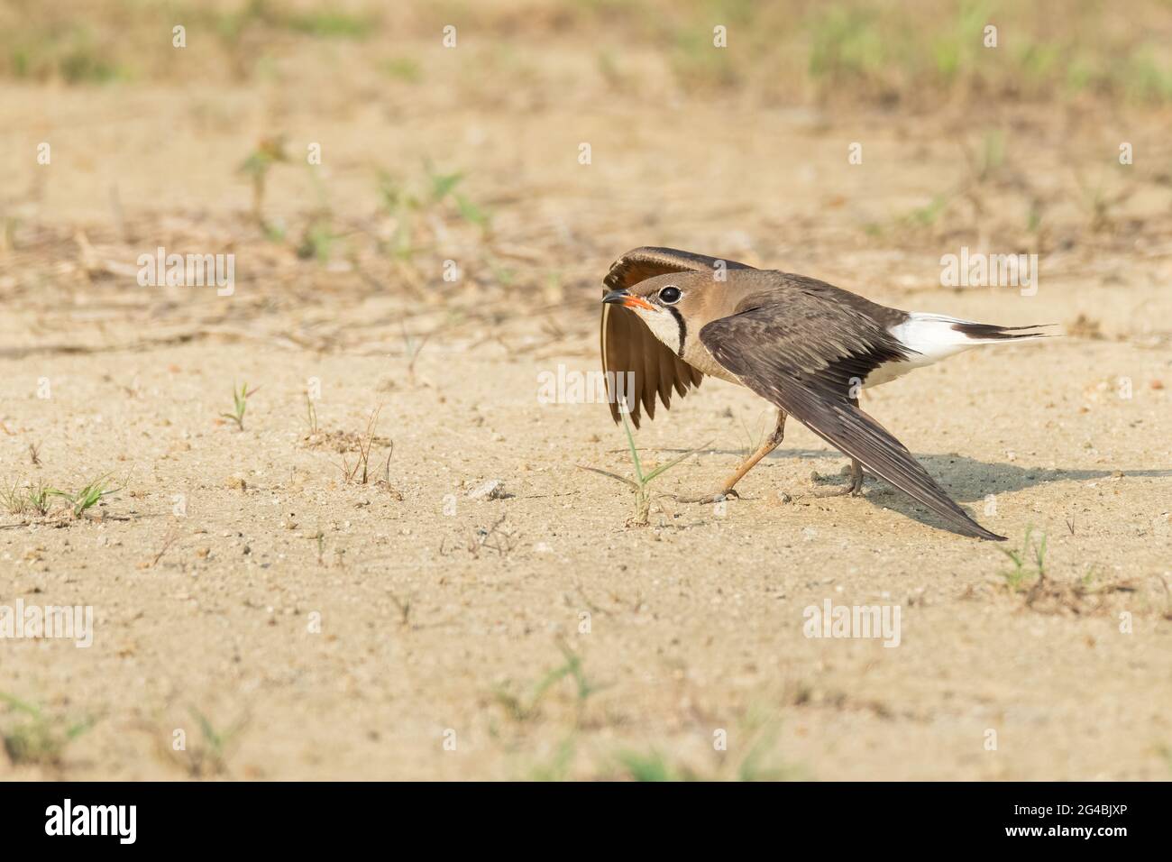 Oriental Pratincole walking and stretching its wings Stock Photo - Alamy