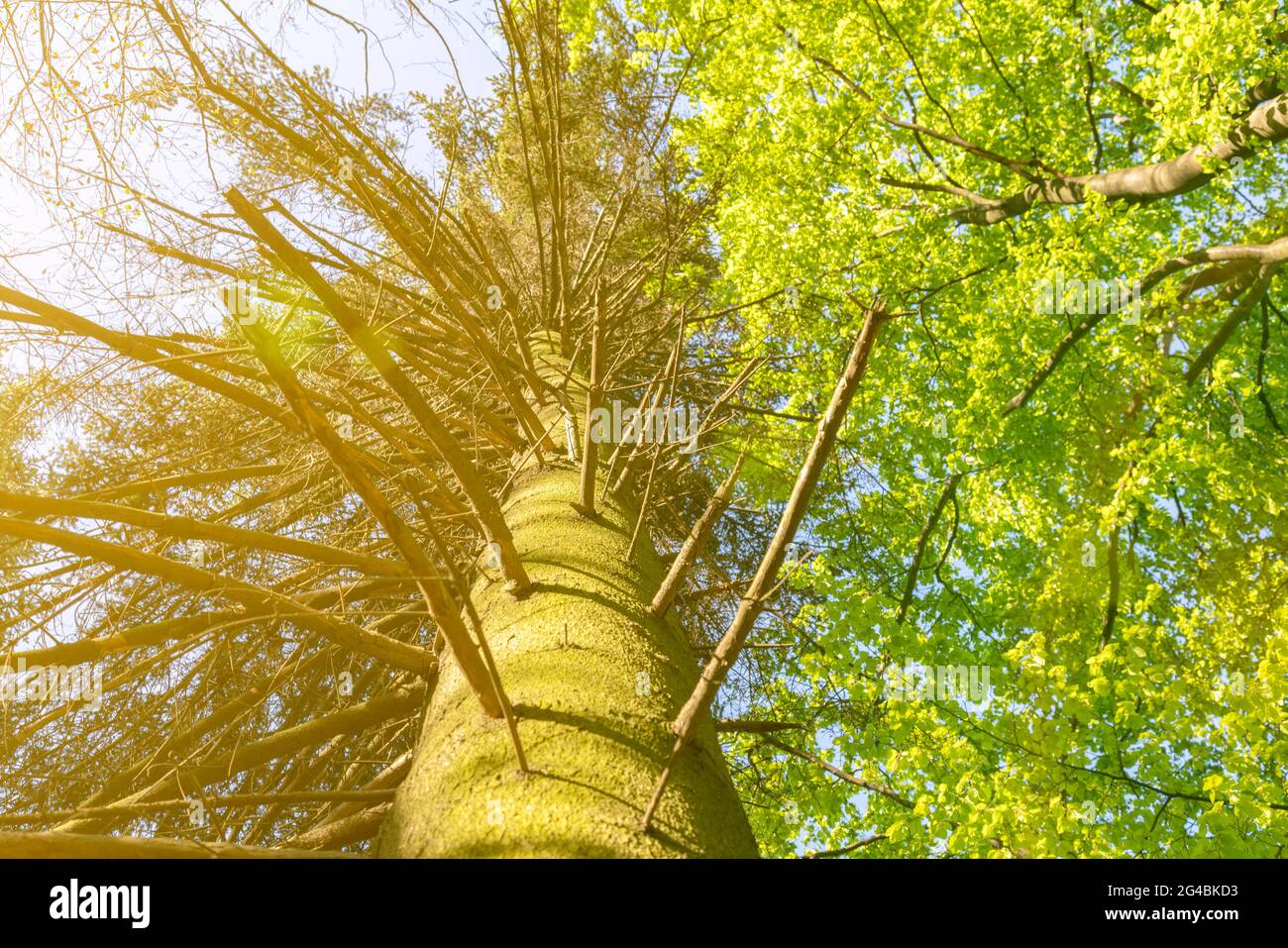 Tree top seen from the bottom. Up view of tree and sunlight effect. sun ...