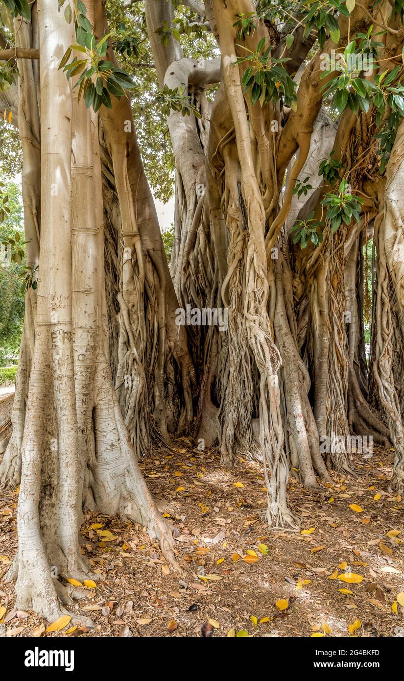 The oldest specimen of Ficus macrophylla giant tree in Italy at Palermo ...