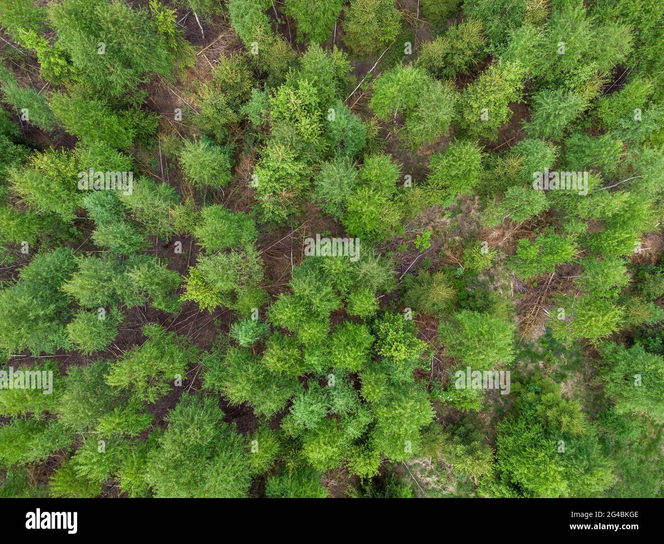 A top view of green leaves on trees in a forest Stock Photo - Alamy