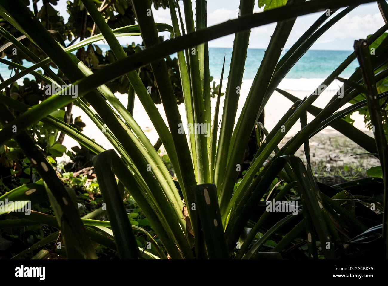 tropical beach plants. Tropische Strandpflanzen Stock Photo - Alamy